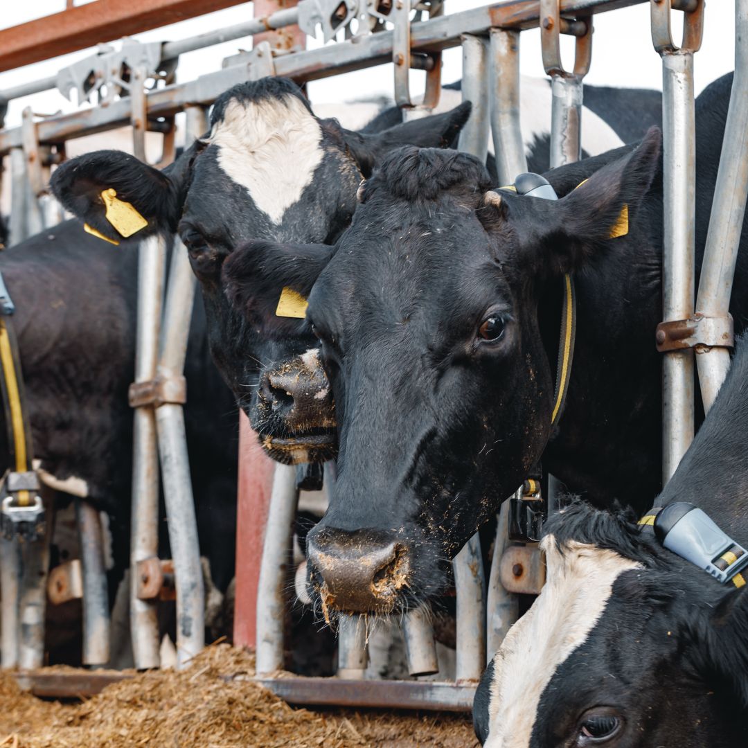 Balancing Feed Supplements for Cattle to Achieve Optimal Health
